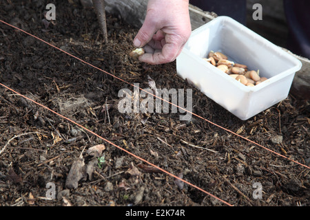 Pre germinated broad bean seed after 2 days testa has split and root is ...