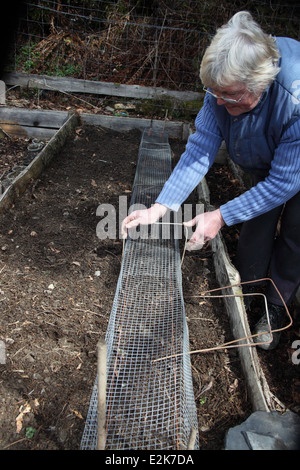Pre germinated broad bean seed after 2 days testa has split and root is ...