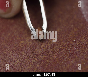 Growing laburnum trees scarification removes a small section of ...