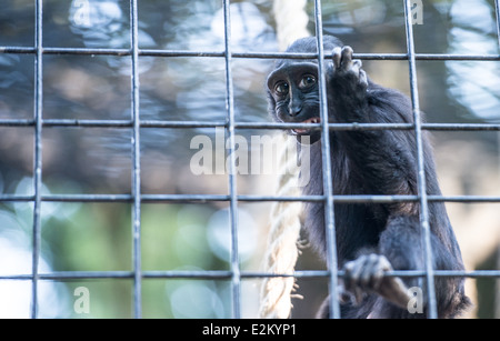 London Zoo June 2014 evening event. People wearing animal face paint ...