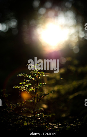 Beech forest during sunrise Stock Photo - Alamy