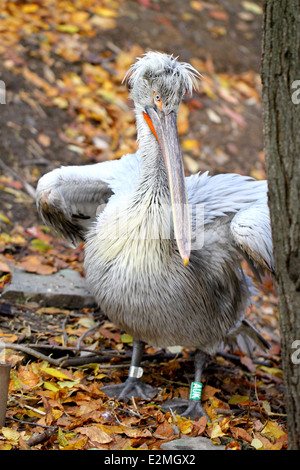The large image of the big white pelican swimming in dark water Stock ...