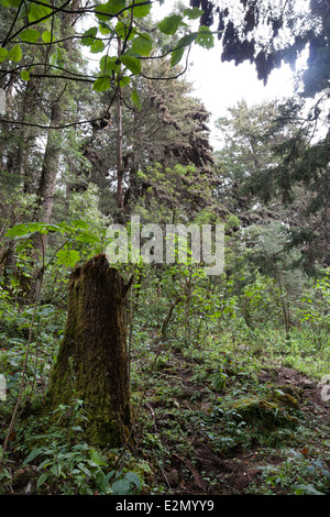 Oyamel or sacred fir (Abies religiosa) is a coniferous tree native to ...