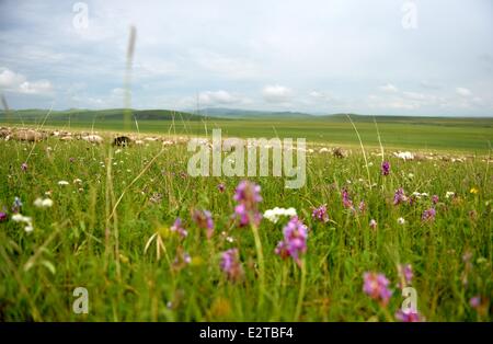 Ulgai, China's Inner Mongolia Autonomous Region. 19th June, 2014. A man ...