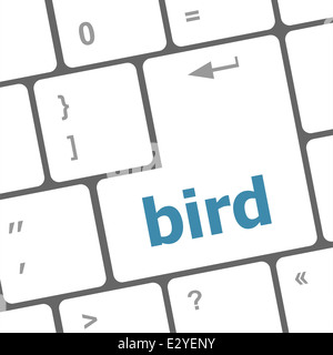 Button keyboard key, keypad with bird family closeup Stock Photo - Alamy
