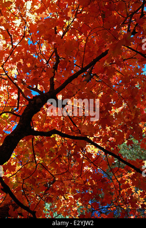 The fall colors on the Mogollon Rim in Coconino National Forest attract ...