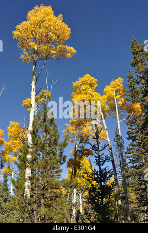 North Kaibab Ranger District in the Kaibab National Forest displays ...