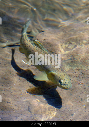 The North Kaibab Ranger District in the Kaibab National Forest is ...