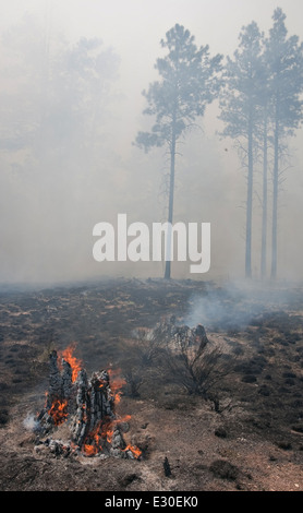 The 2010 Eagle Rock Fire in the Williams Ranger District of the Kaibab ...