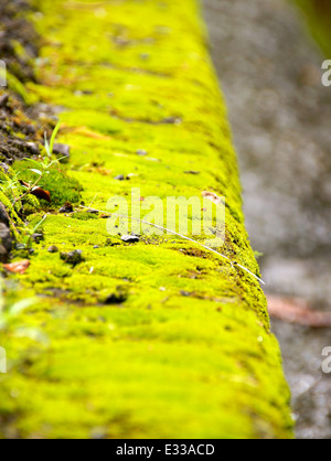 The paved road with moss in mountain Stock Photo - Alamy