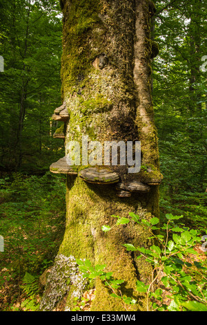 Mysterious wild mushroom and fungus grow on moss and tree bark ...