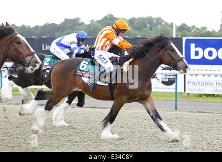 The UK's first ever Shire horse race, held at Lingfield Park Racecourse ...