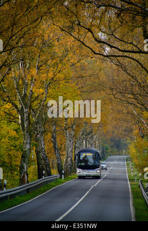 autumn, road, tree alley, bundesstraße 169, fall, roads, street ...