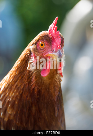 Ginger hen at the farm Stock Photo - Alamy