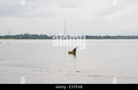 Ganges River Dolphin (Platanista gangetica). skull There are no eye ...