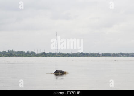 Ganges River Dolphin (Platanista gangetica). skull There are no eye ...