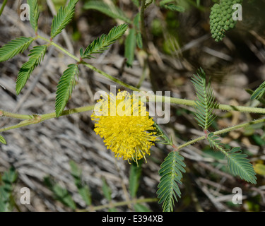 Yellow Puff, Neptunia lutea Stock Photo - Alamy