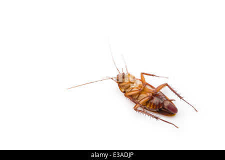 cockroach lying with egg in bottom on white Stock Photo - Alamy