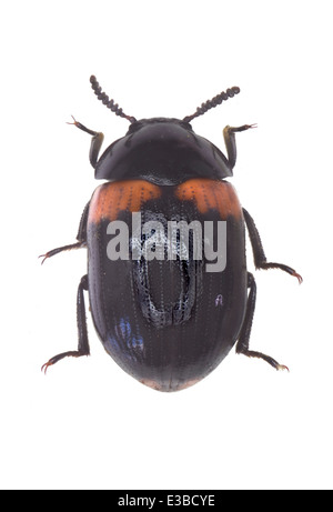 Coleoptera; Scarabaeidae; Augosoma centaurus; Fabricius 1775; Centaurus ...