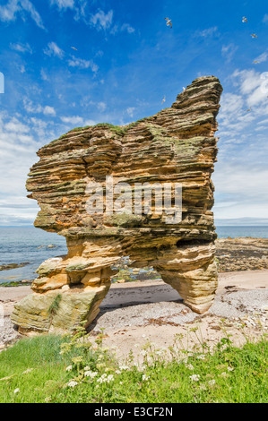 SEA STACK GIANT WITH TWO LEGS ALONG THE MORAY COAST TRAIL NEAR HOPEMAN ...