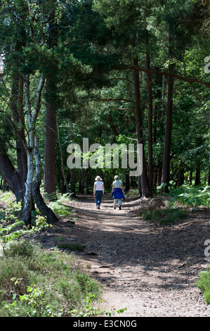 Female visitors walkers woodland path Westleton walks Dunwich Heath ...