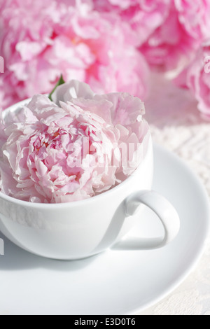Close-up of white peonies in a spring garden - selective focus Stock ...