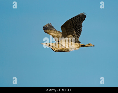 Bittern (Botaurus stellaris) in flight over a reed bed. Photographed ...