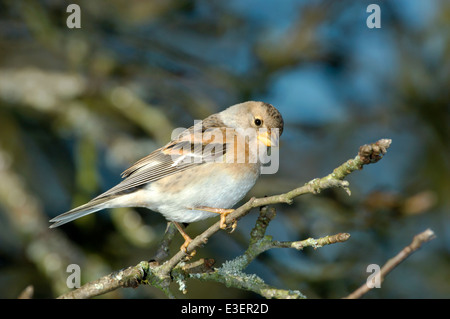 Brambling (Fringilla montifringilla) female bird perched on hawthorn ...