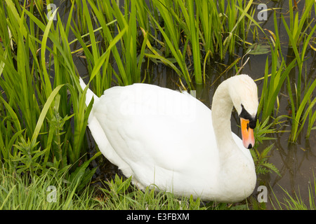 A Victorian garden with woodland and herbaceous plants seldom found ...