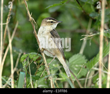 sitting Sedge Warbler Stock Photo - Alamy
