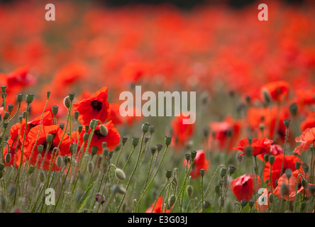 Acres of poppies, poppy fields, Norfolk UK Stock Photo - Alamy
