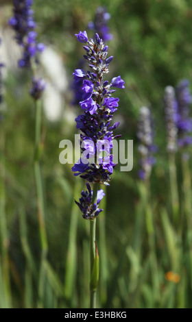 Aristea major close up of flower spike Stock Photo - Alamy
