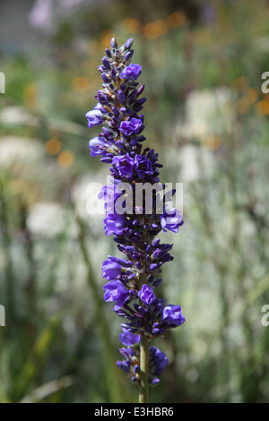 Aristea major close up of flower spike Stock Photo - Alamy
