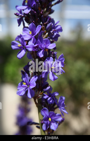 Aristea major close up of flower spike Stock Photo - Alamy