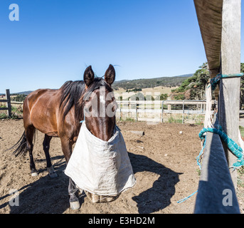 Horse eating out of chaff bag Stock Photo - Alamy
