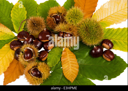 Delicious healthy chestnuts on a tree bark Stock Photo - Alamy
