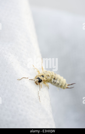 An entomopathogenic fungus (a parasite of insects) emerges from an ...