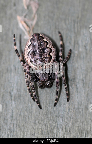 walnut orb-weaver spider - Nuctenea umbratica, the walnut orb-weaver ...