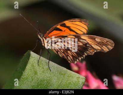 Juno Heliconian Longwing butterfly (Dione juno) a.k.a. Scarce Silver ...