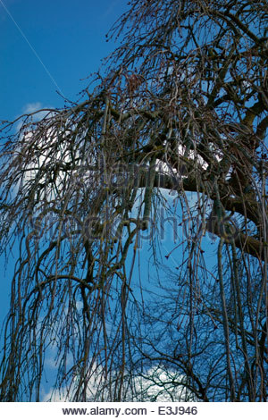 Weeping Ash (Fraxinus excelsior pendula), Oleaceae Stock Photo, Royalty ...