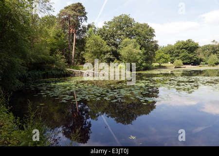 Scenic view of Keston Ponds nature Reserve Stock Photo - Alamy