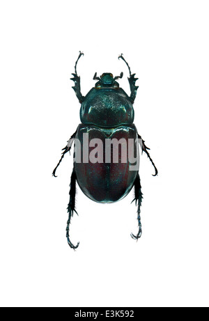 Coleoptera; Scarabaeidae; Augosoma centaurus; Fabricius 1775; Centaurus ...