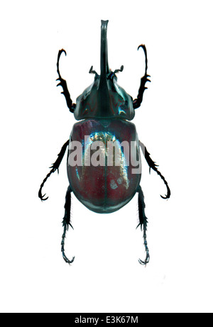 Coleoptera; Scarabaeidae; Augosoma centaurus; Fabricius 1775; Centaurus ...