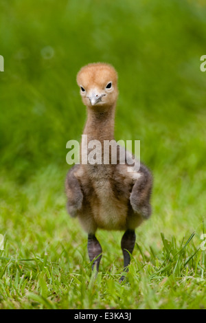 Chick (8 days old) standing in grass with Easter eggs Stock Photo - Alamy