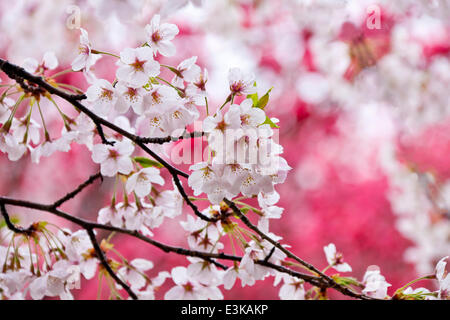 Cherry blossoms / Sakura no hana in Kamakura Stock Photo - Alamy