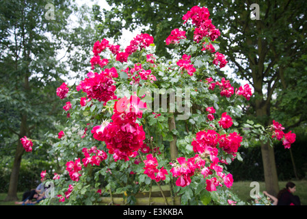 Climbing rose (Rosa Dortmund Stock Photo - Alamy