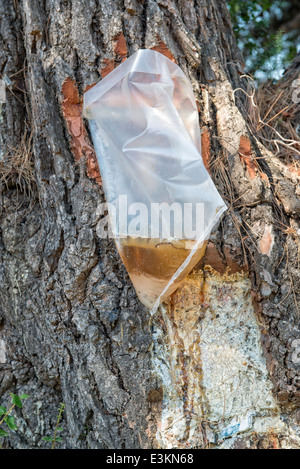 tree bark resin liquid tree trees pine bark resin conifer injury raw ...