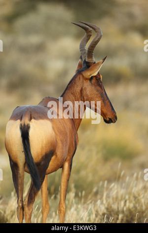 An adult bull Red Hartbeest Stock Photo - Alamy