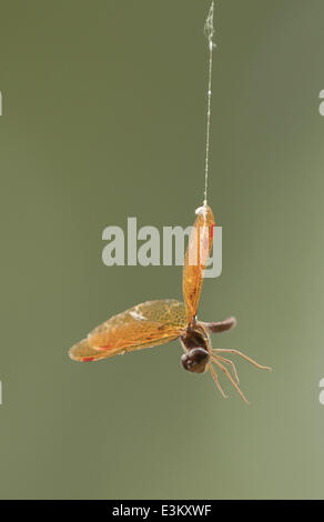 Vernon, Alabama, USA. 23rd June, 2014. A small dragonfly struggles to ...