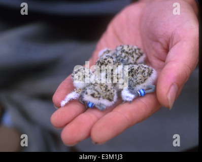 Western Snowy Plover chicks, seen with eggshells on the sand, are part ...